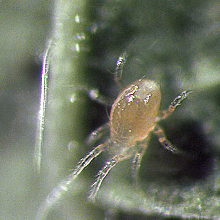 Milbe Milbe - FALLACISforce™ - Beneficial Insectary Inc - ausgewachsen