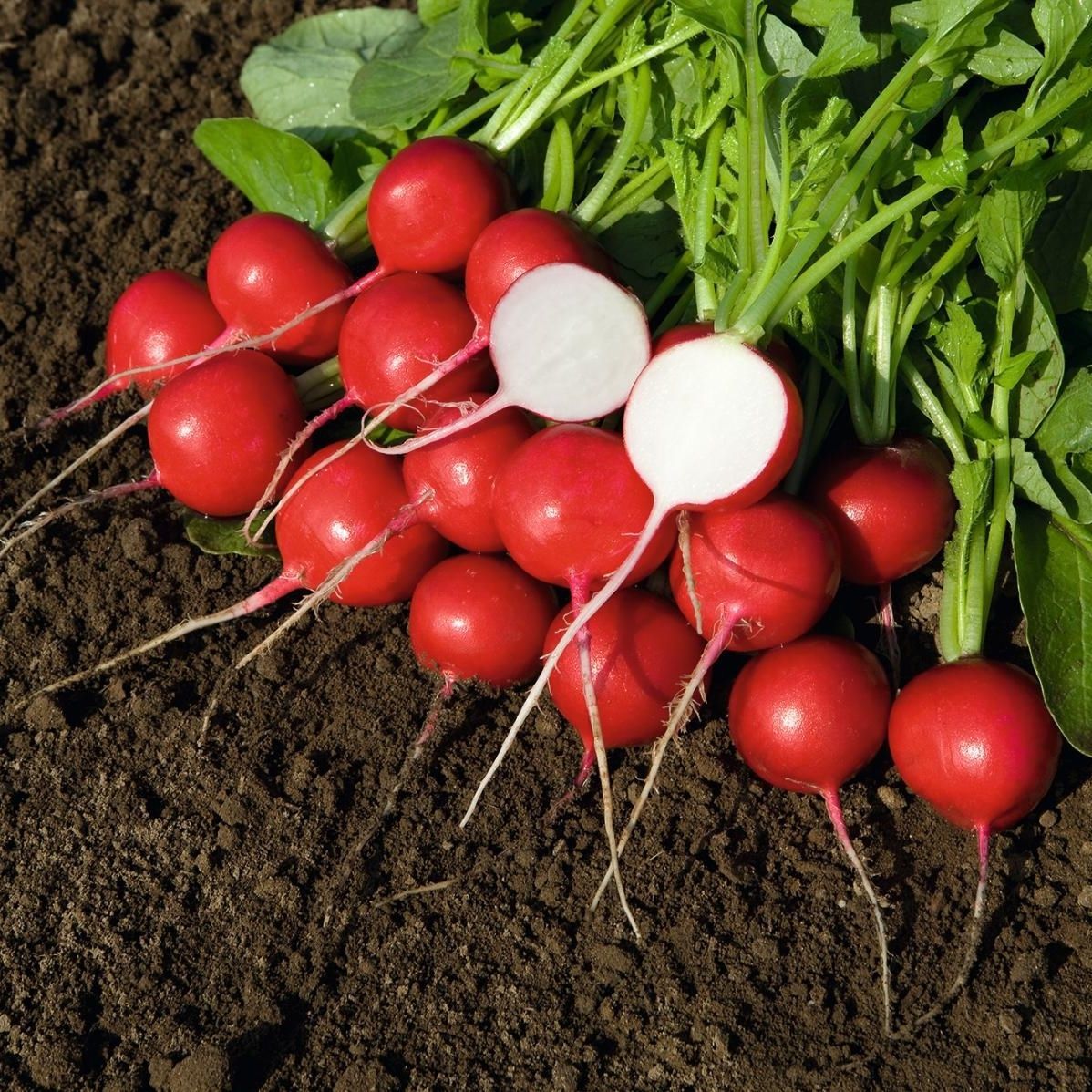 Hybride Rettichsaat - ROVER F1 - Bejo Zaden B.V.