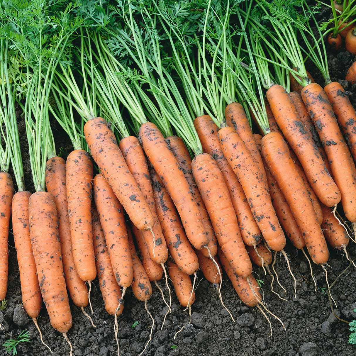 Sehr frühe Möhrensaat - NAPOLI F1 - Bejo Zaden B.V. - Winter / hybrid ...