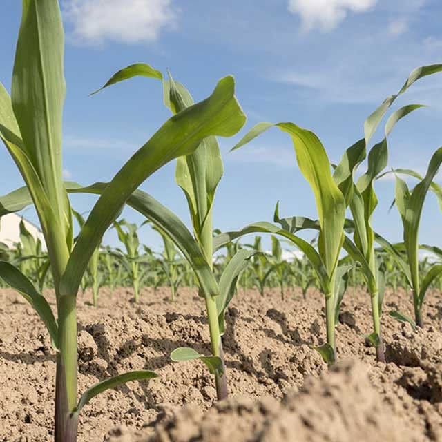 Sehr frühe Maissaat - MANTILLA - advantaseeds - für Getreide / Kombi ...