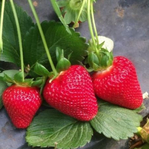 Sehr frühe Erdbeersaat - Flavia pbr - CIV Consorzio Italiano Vivaisti scarl - Brennflecken ...