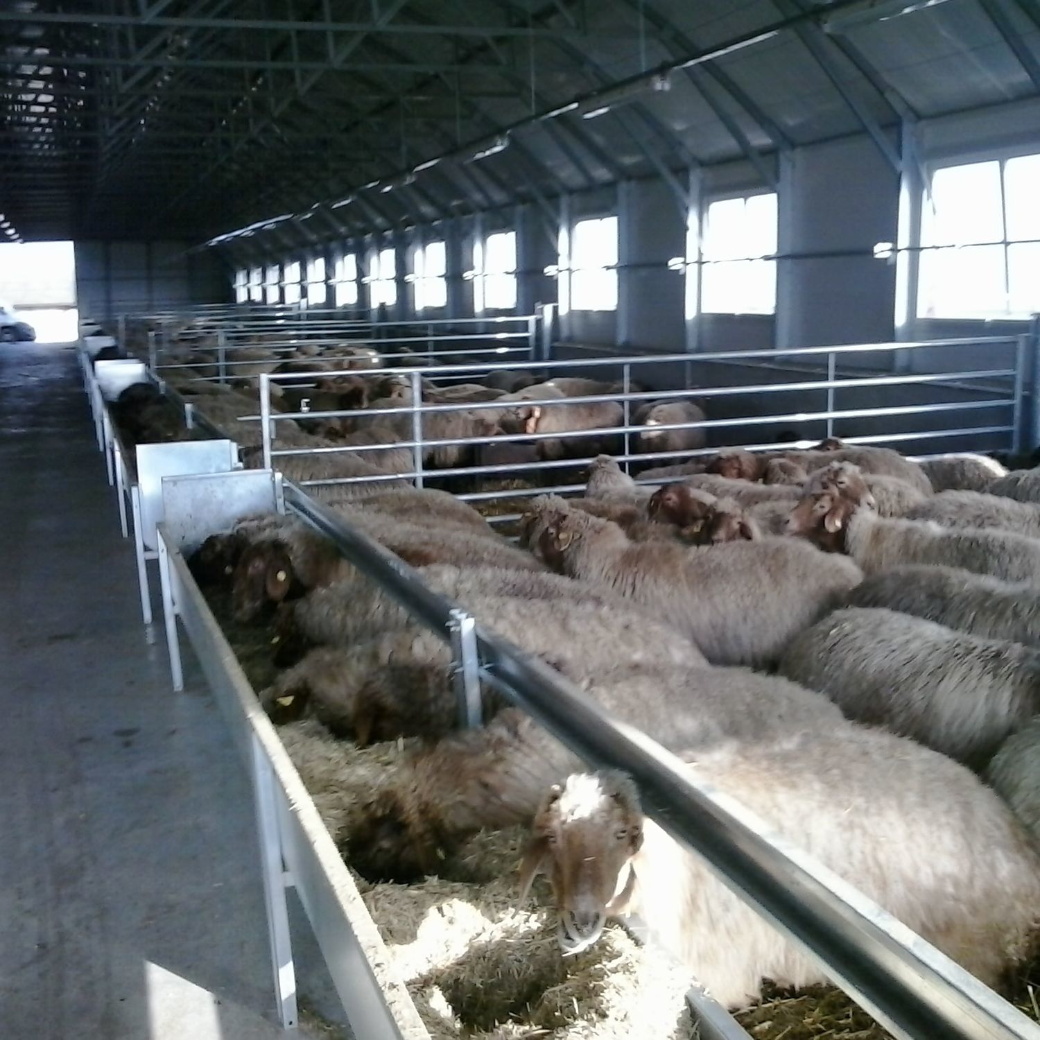 Trog für Schafe - INDB13, 33000 - AHI - FARM CAMARA - Edelstahl / Multi ...