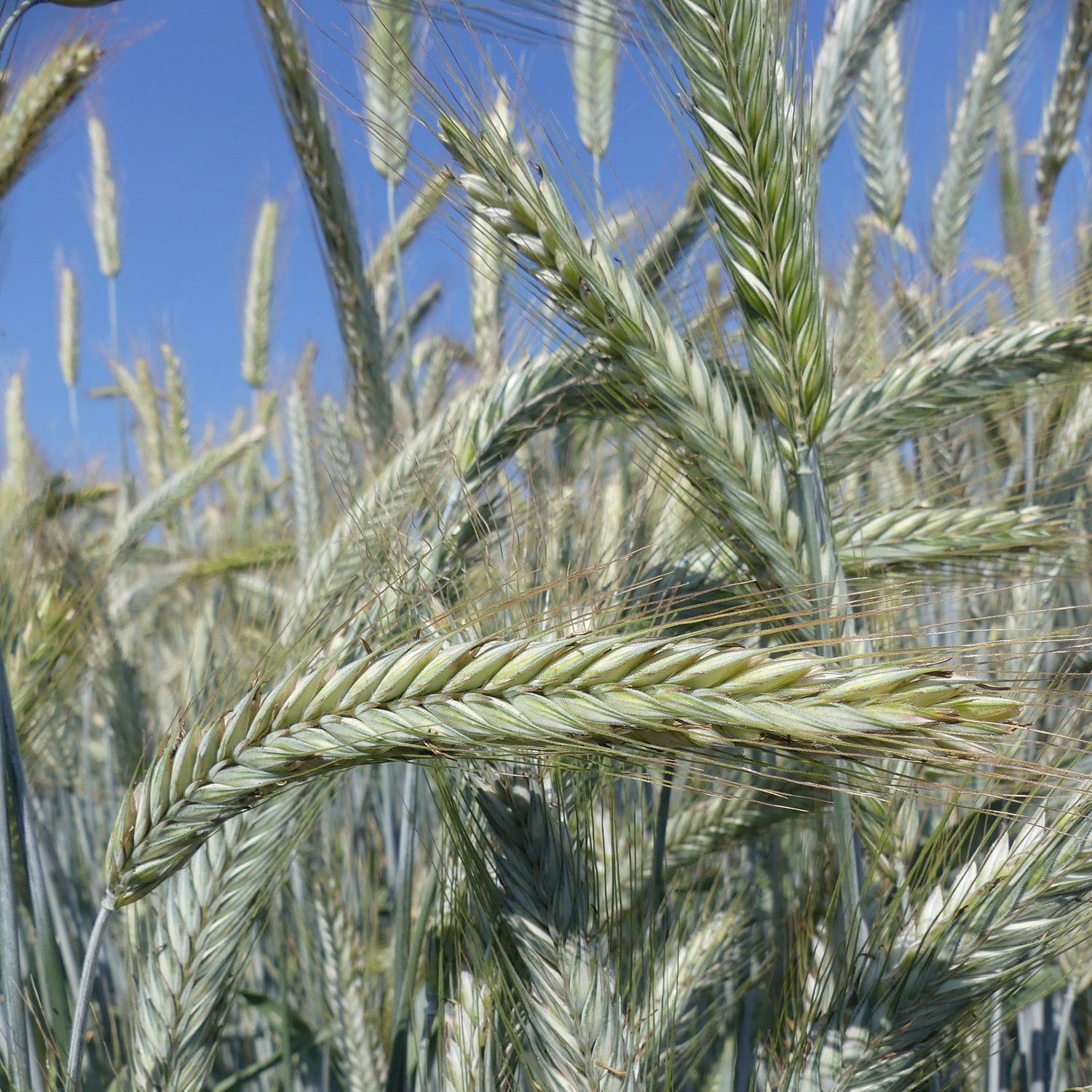 Semilla de centeno semiprecoz - SU PERFORMER - Saaten-Union GmbH - de ...