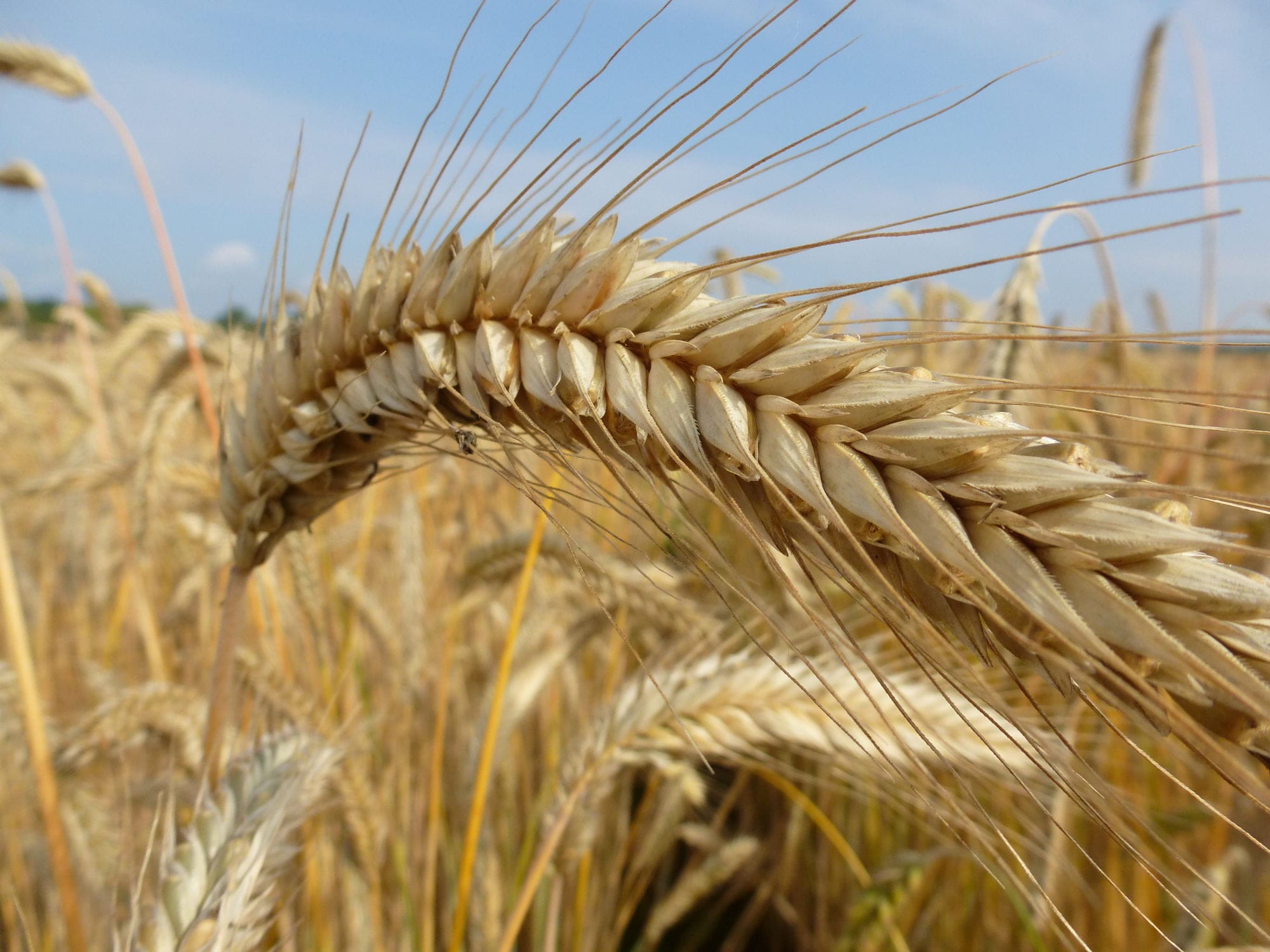 Semilla de centeno semiprecoz - SU BENDIX - Saaten-Union GmbH - de ...