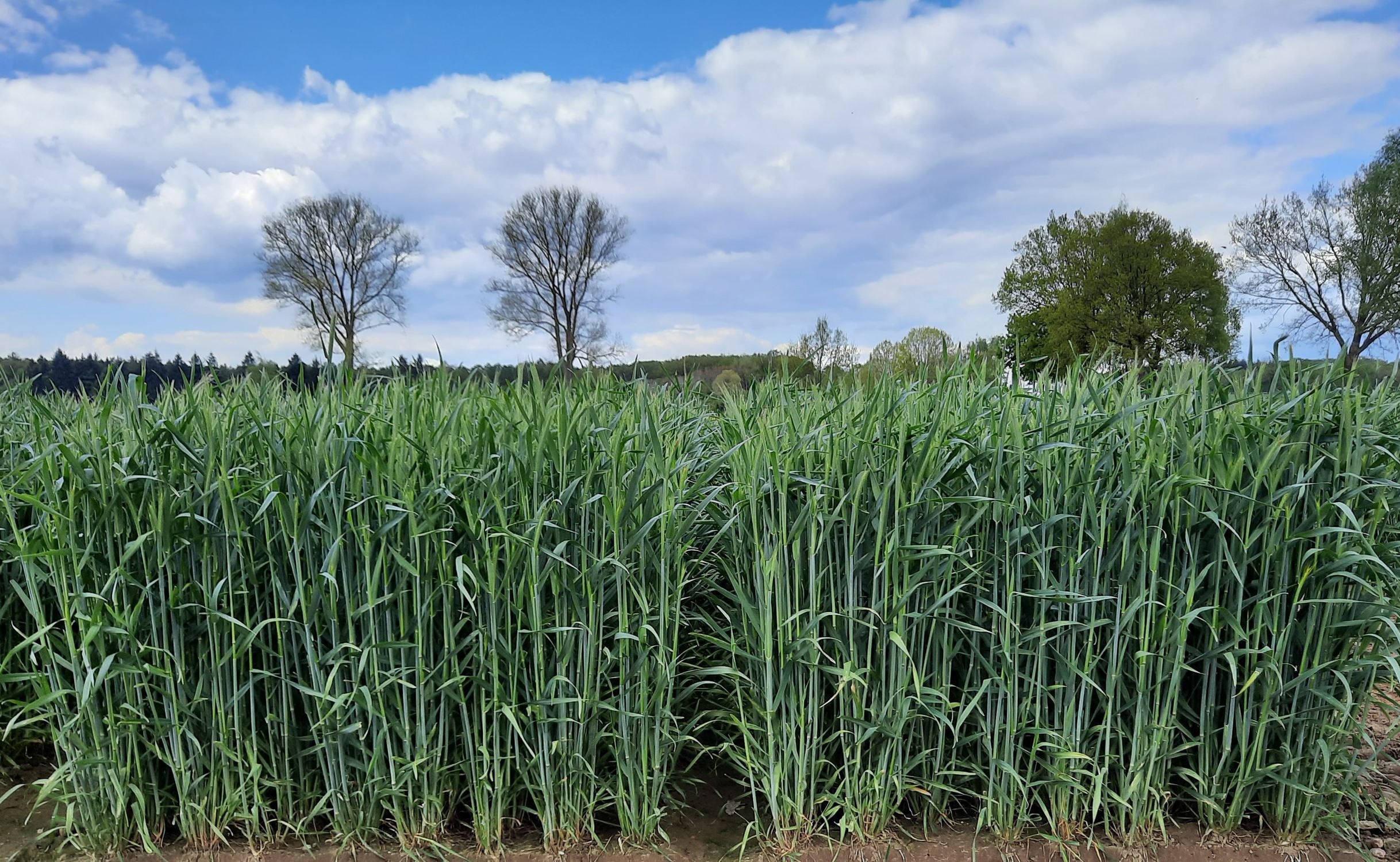 Semilla de centeno semiprecoz - SU ARVID - Saaten-Union GmbH - de ...