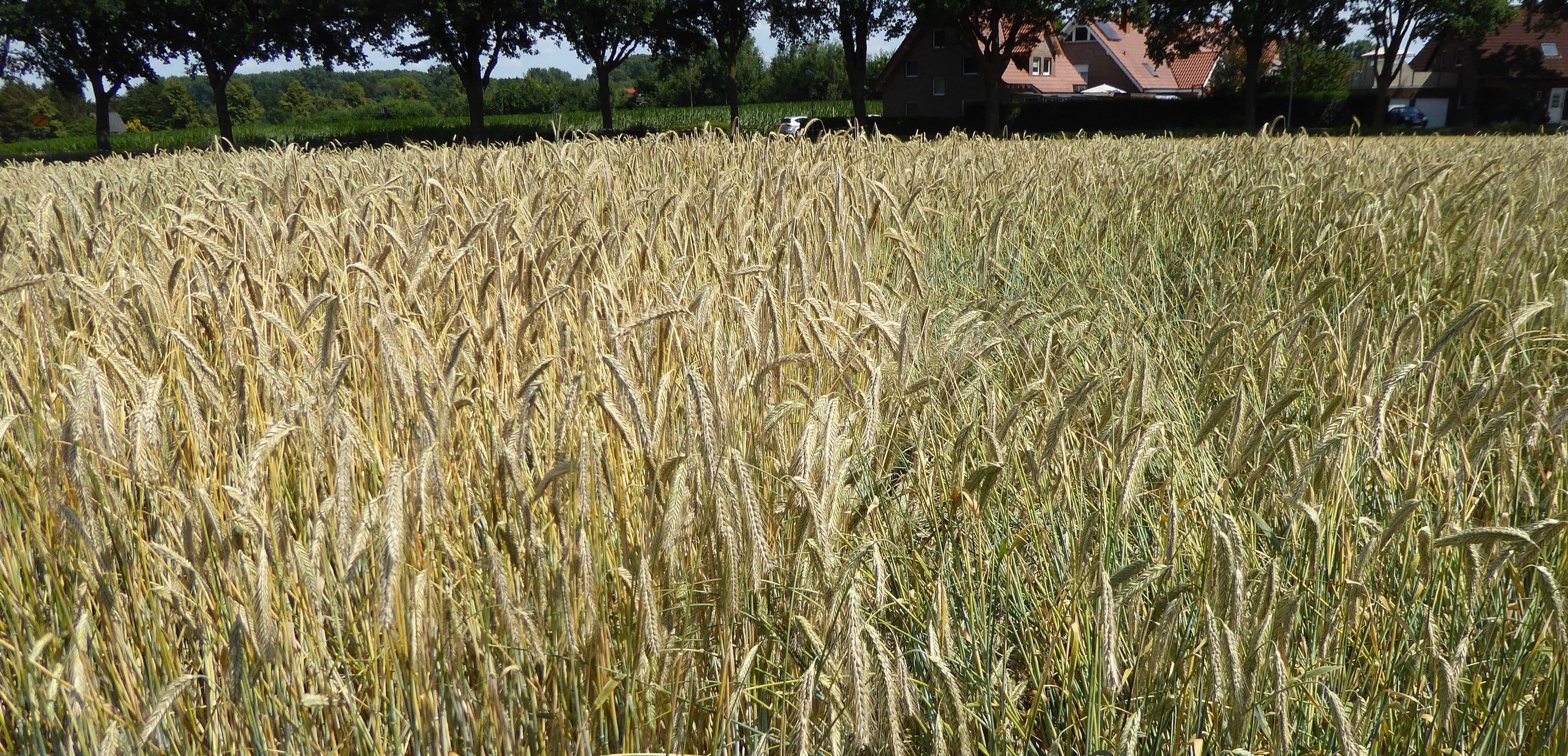 Semilla de centeno semiprecoz - SU NASRI - Saaten-Union GmbH - de ...