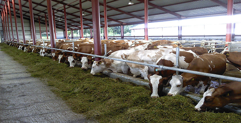 Establo modular - Bratslav A.L.C. - ganado bovino lechero / permanente