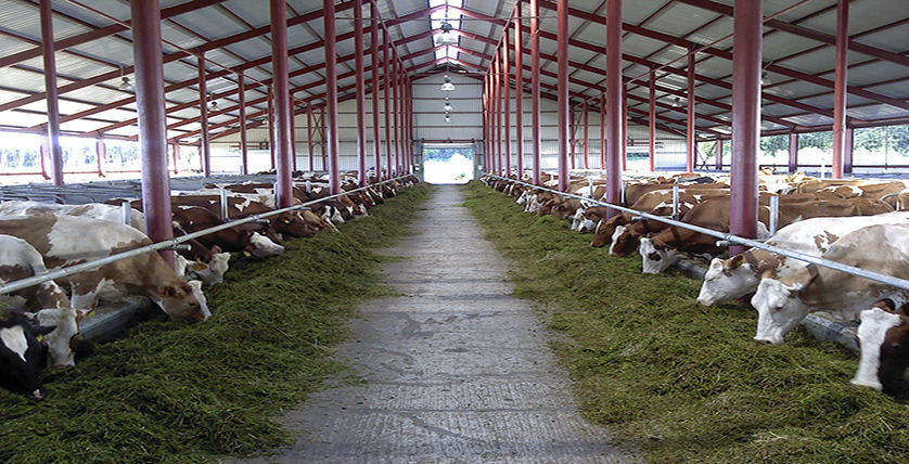 Establo modular - Bratslav A.L.C. - ganado bovino lechero / permanente