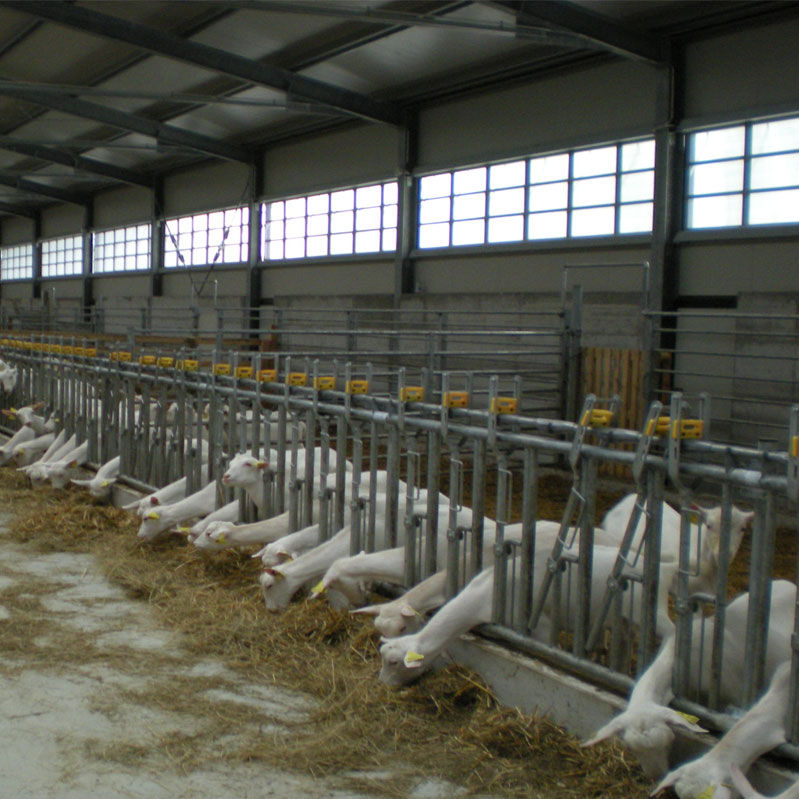 Estabulación para óvidos - DUE A s.r.l. - para ganado caprino