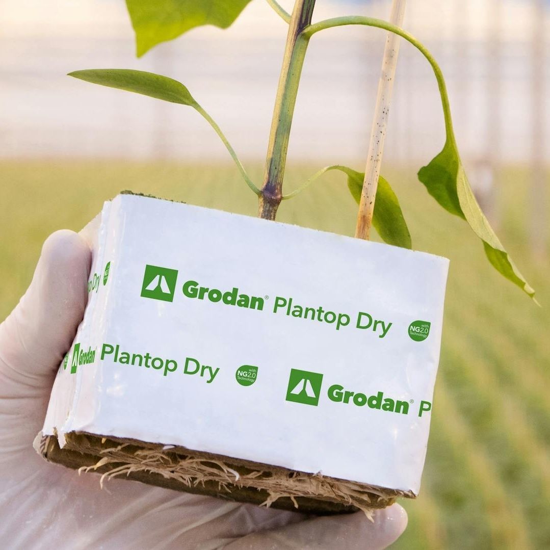 Sustrato lana mineral - Plantop Dry - GRODAN - cepellón prensado