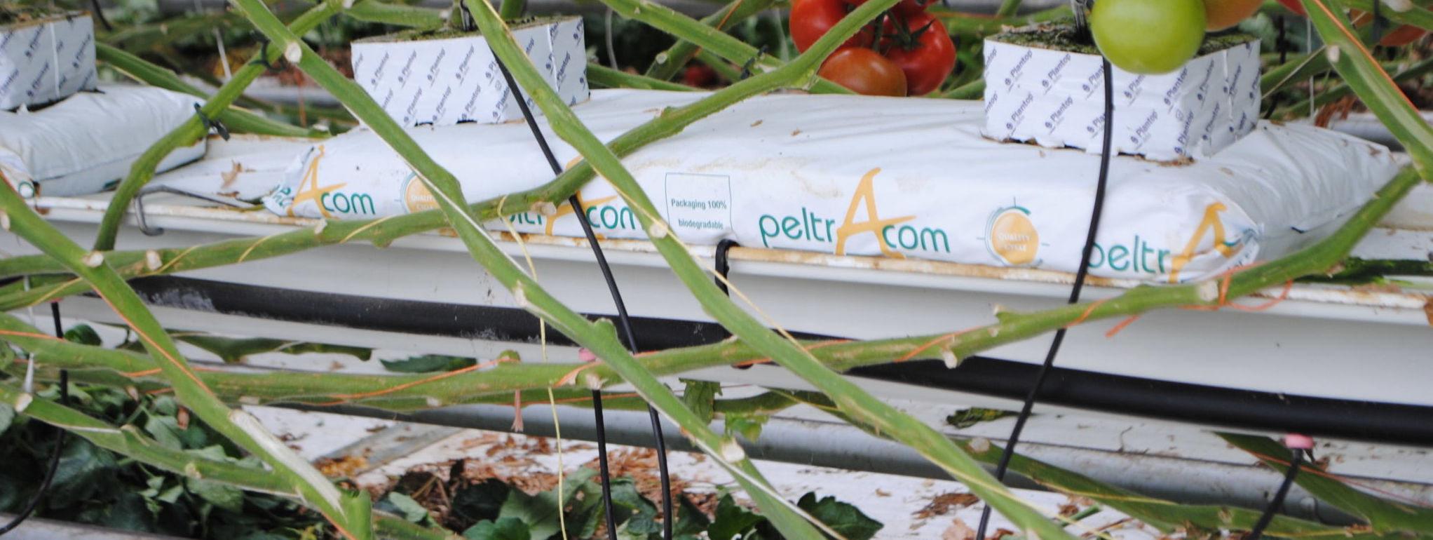 Bolsa para cultivo para cultivo sin suelo - OERLEMANS PLASTICS BV