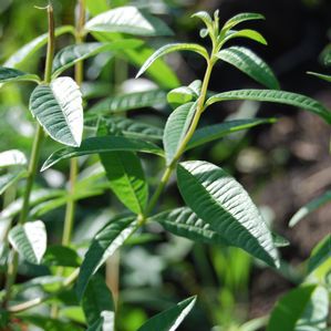 Planta verde perenne - Aloysia triphylla 'Lippia citriodora' - Peace ...