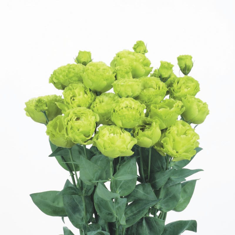 Plantón floral anual - ROSANNE 2 - Sakata Seed America Inc - verde ...