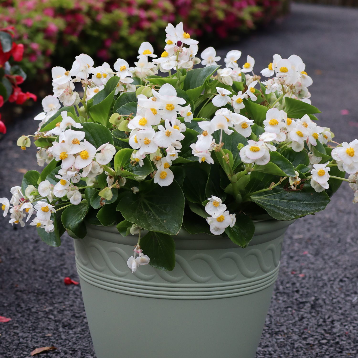 Plantón floral anual - VIKING® - Sakata Seed America Inc - blanco ...