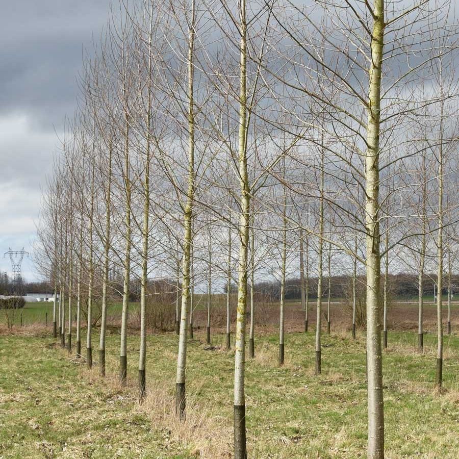 Red de protección - 1A160160 - Tenax - de PEAD / para la arboricultura