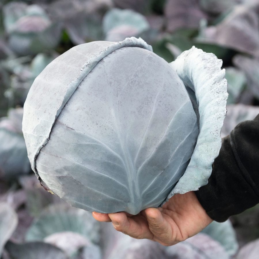 Semilla de col precoz - ALFARO F1 - Bejo Zaden B.V. - de verano / híbrida