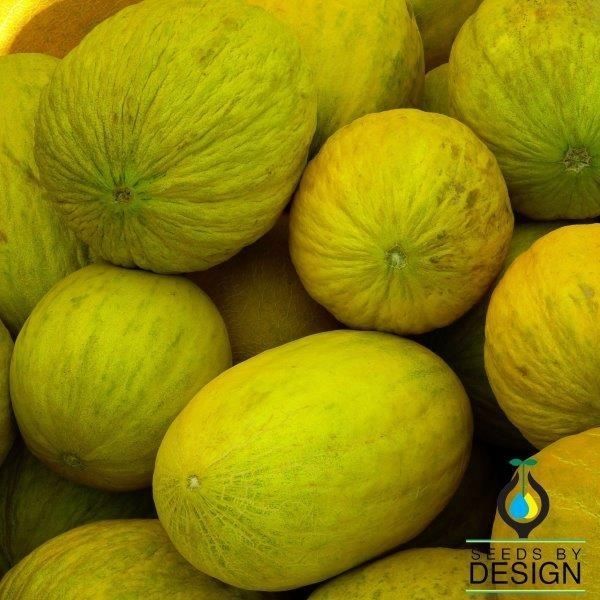 Semilla de melón anual - Amarillo Oro - Seeds by Design - híbrida