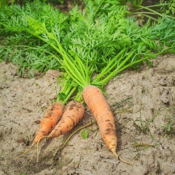 Semilla de zanahoria híbrida - Shin Kuroda 5 - Seeds by Design