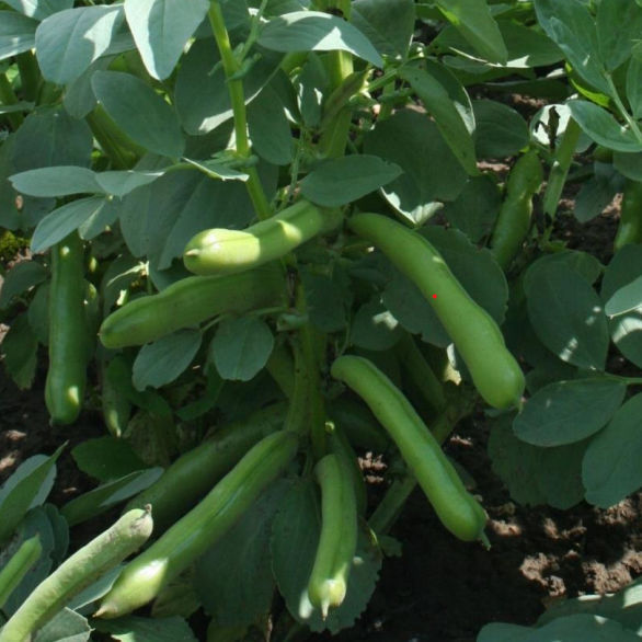 Semilla de haba precoz - Witkiem Manita - Tozer Seeds Ltd - de primavera