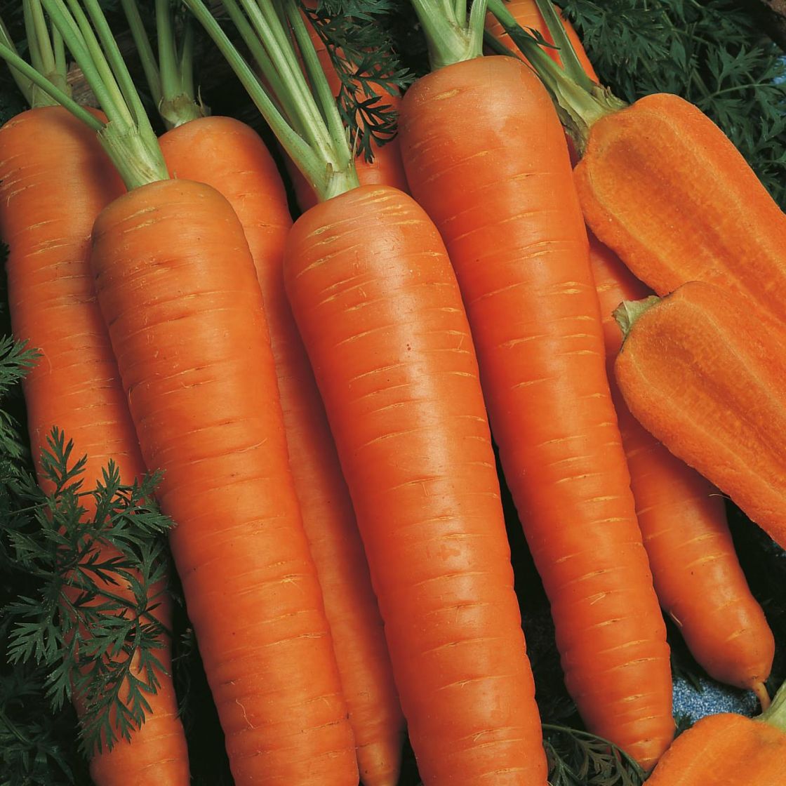 Semilla de zanahoria precoz - Napoli - Elsoms Seeds