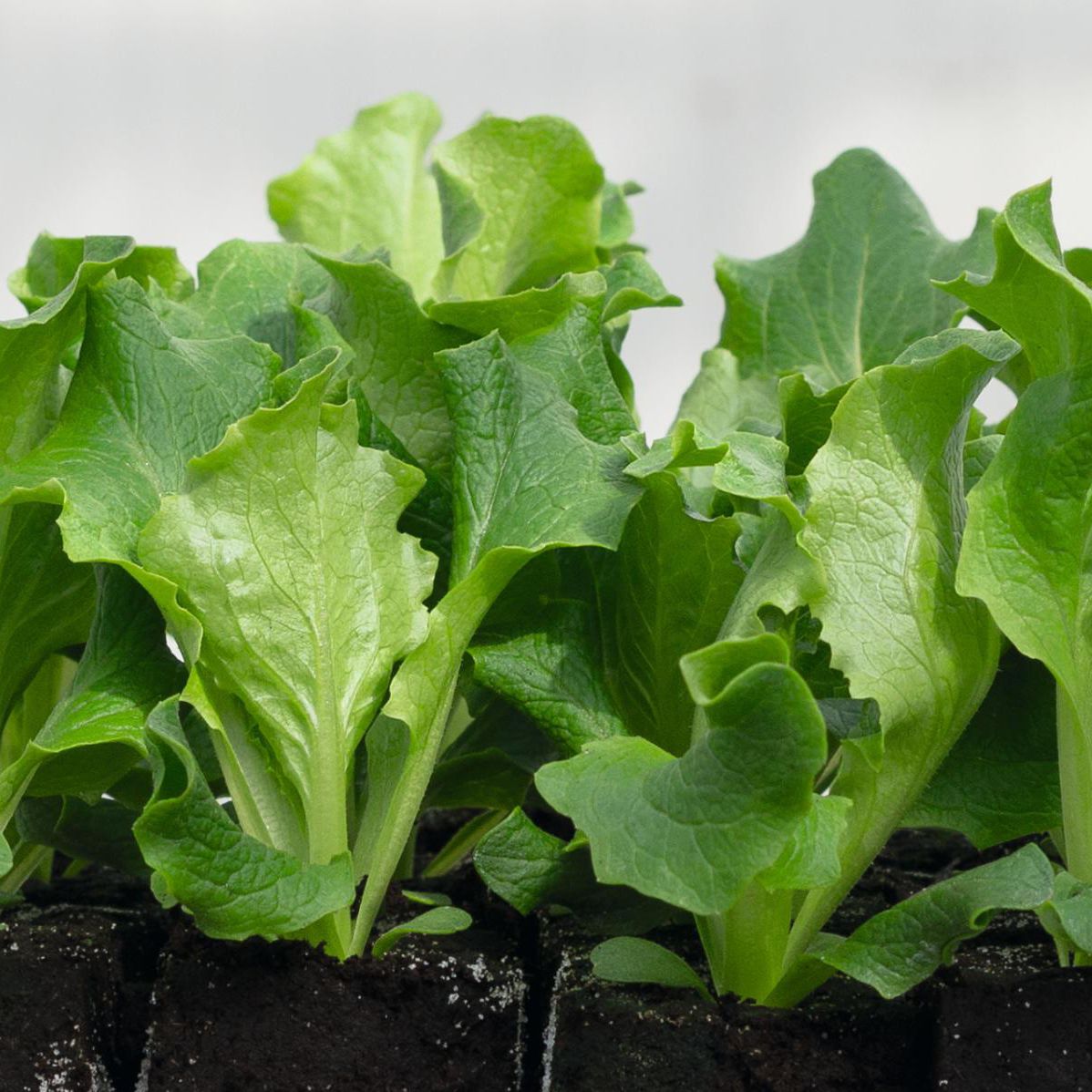 Semilla de lechuga - Greenbel - Elsoms Seeds