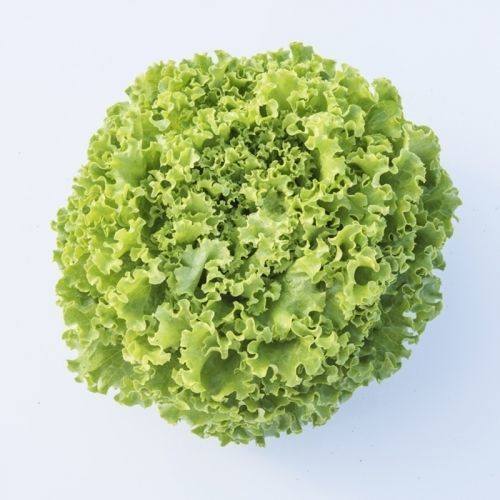Semilla de lechuga resistente al mildiu de las hojas - GOGUETA - BIO ...