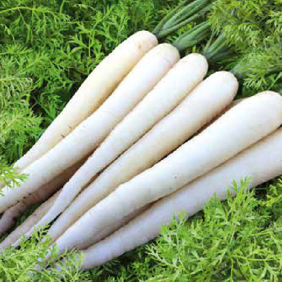 Semilla de zanahoria híbrida - Snow Man F1 - nunhems