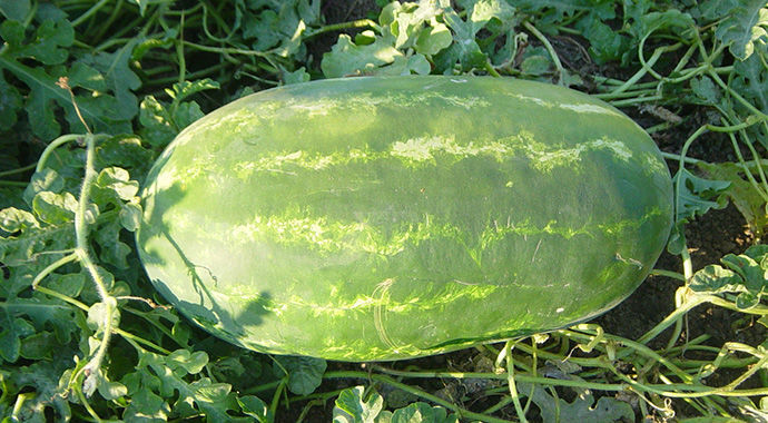 Semilla de sandía híbrida - Fantastic - larkseeds