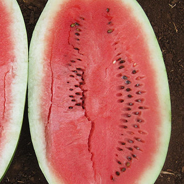 Semilla de sandía híbrida - RED PASSION - larkseeds - roja
