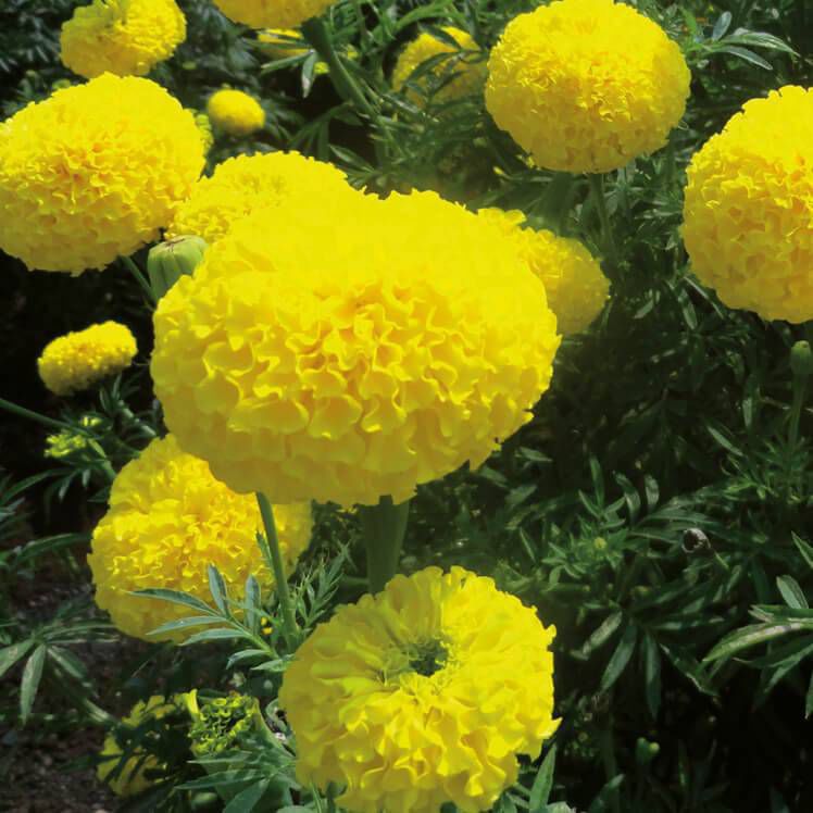Semilla de flor anual - Bengal F1 - eastwestseed - amarilla / para ...