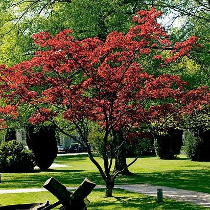 Árbol de madera dura - Japanese Red Maple - Greenwood