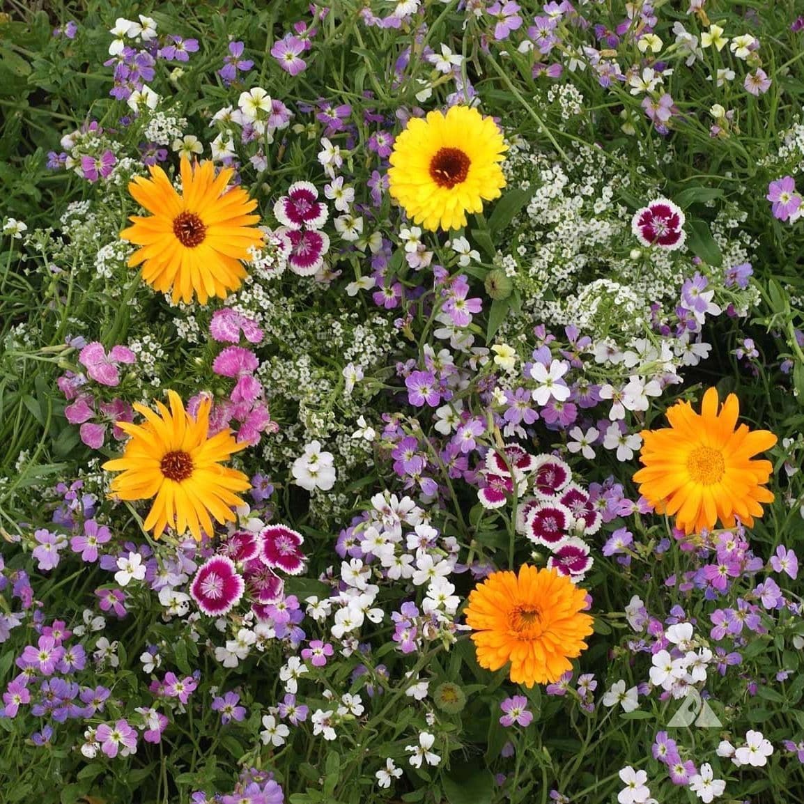 Plantón floral mezcla - Greenwood - perenne / rojo / blanco