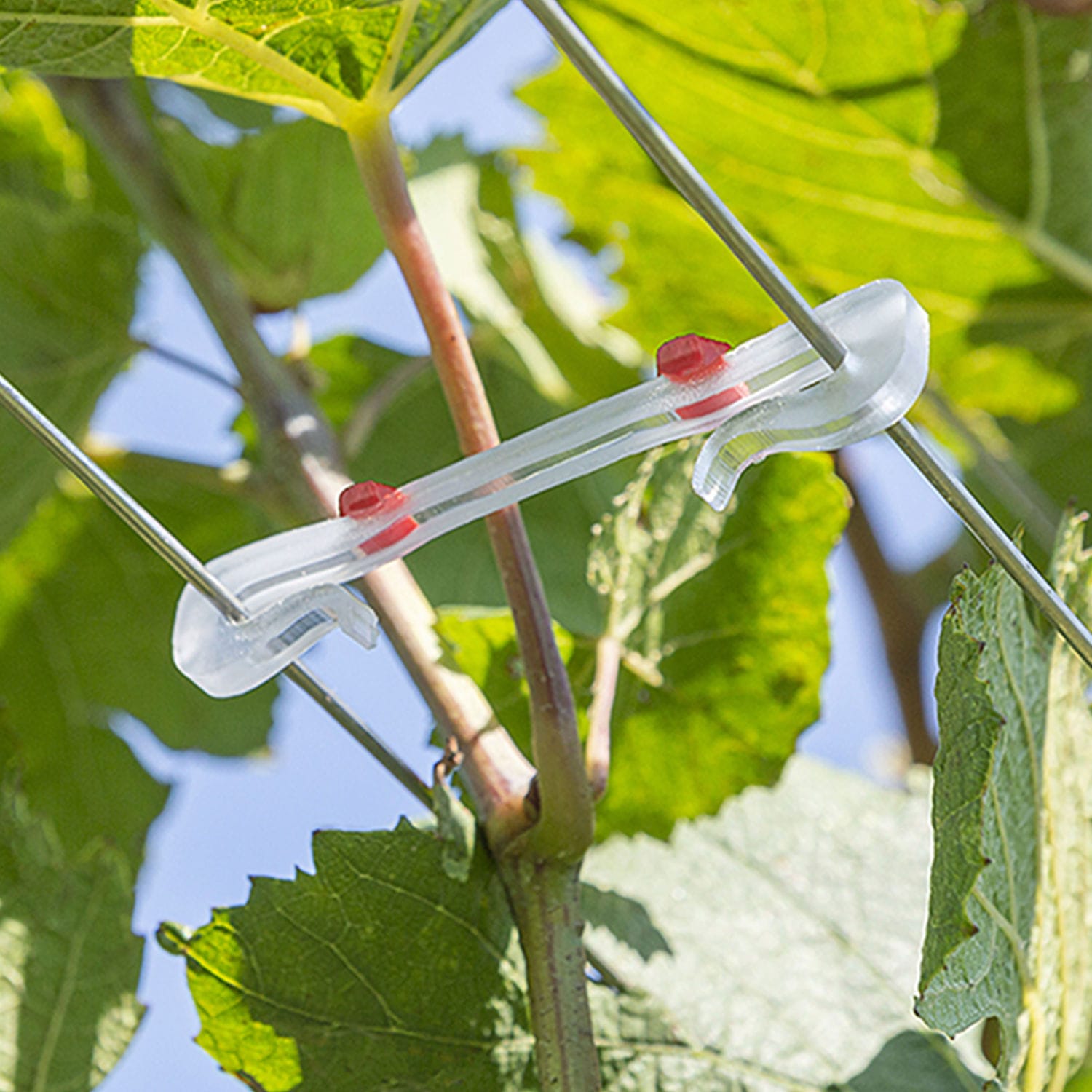 Grapón de plástico - BGR063N - LaCruz S.r.l. - para viñedos