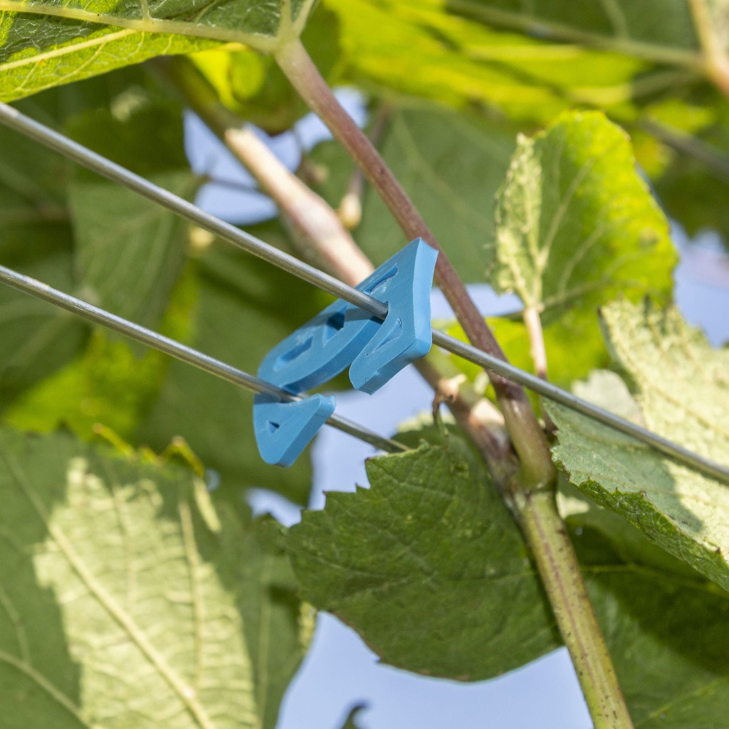 Grapón de plástico - SGRCIANB - LaCruz S.r.l. - para viñedos