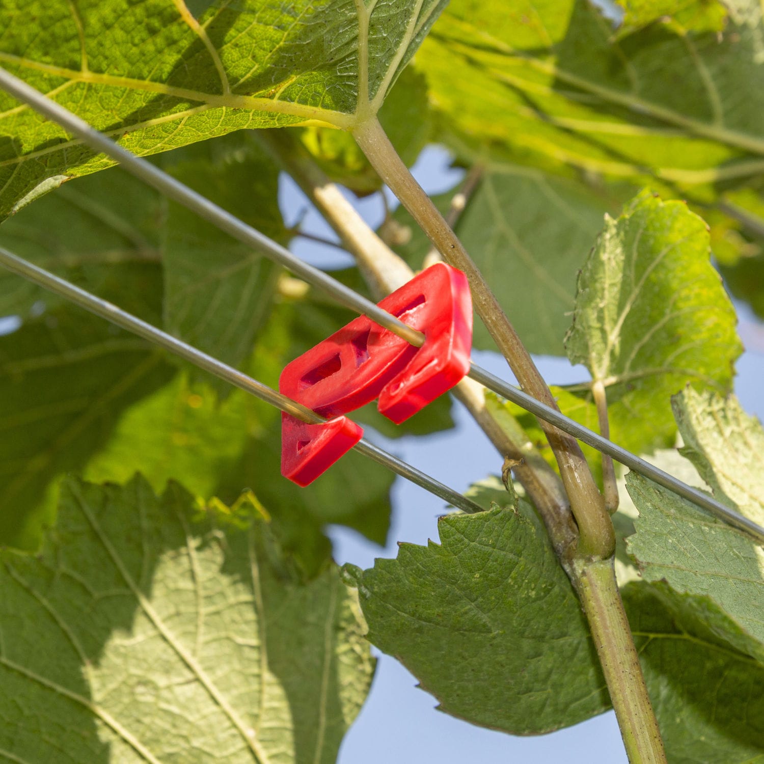 Grapón de plástico - SGRCIANR - LaCruz S.r.l. - para viñedos