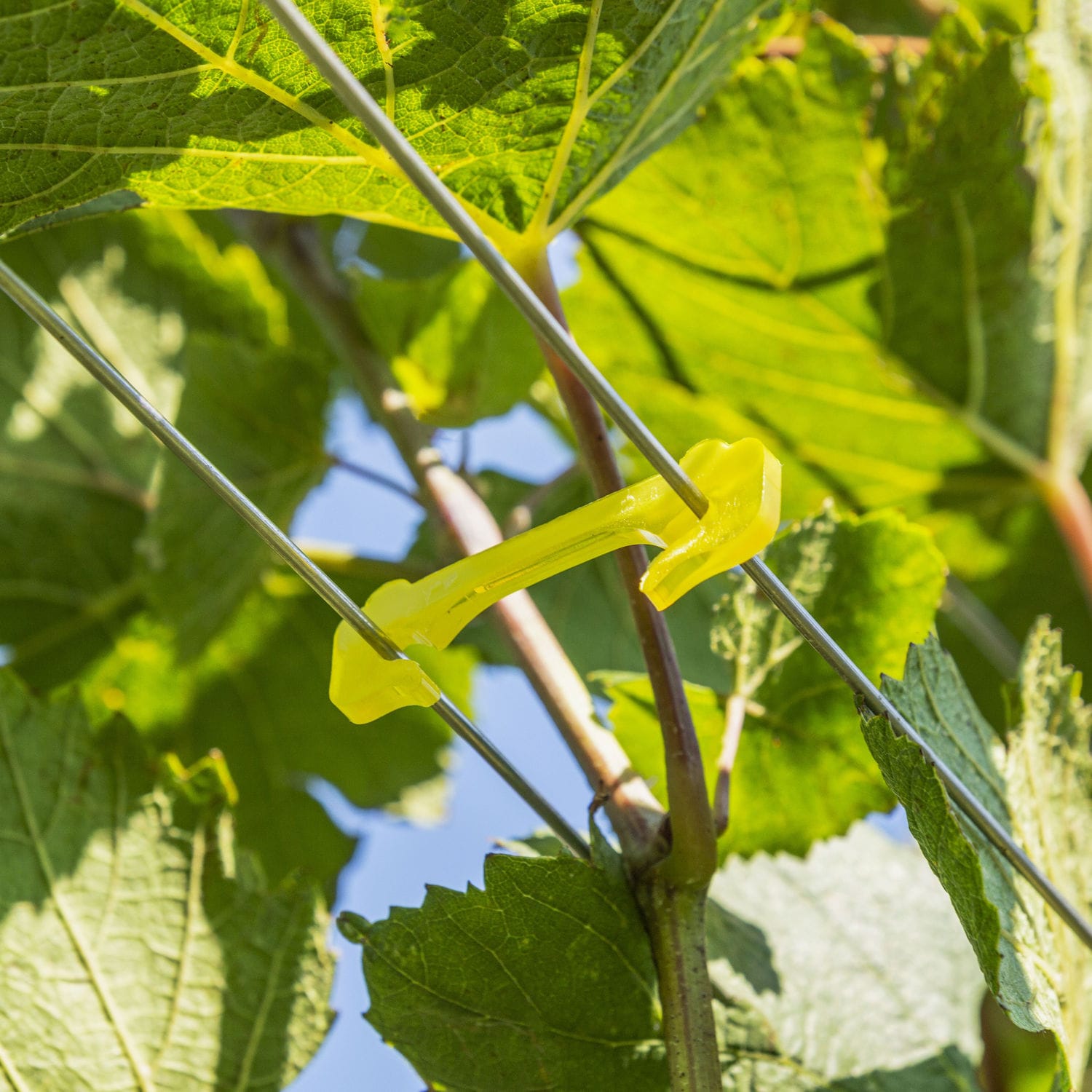 Grapón de plástico - SGR135NG - LaCruz S.r.l. - para viñedos