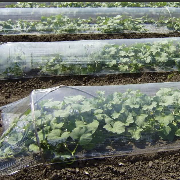 Film para túnel - Hyma Plastic - de plástico / de EVA / anti-UV