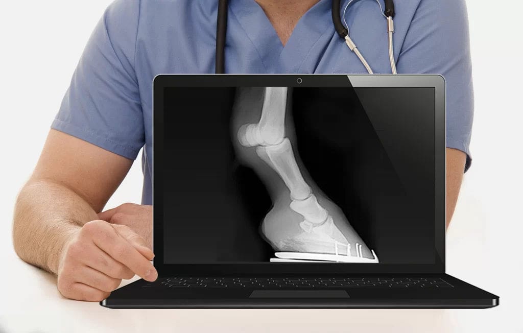 Sistema de radiografía veterinaria digital - BDR-35 - BMV - para ...