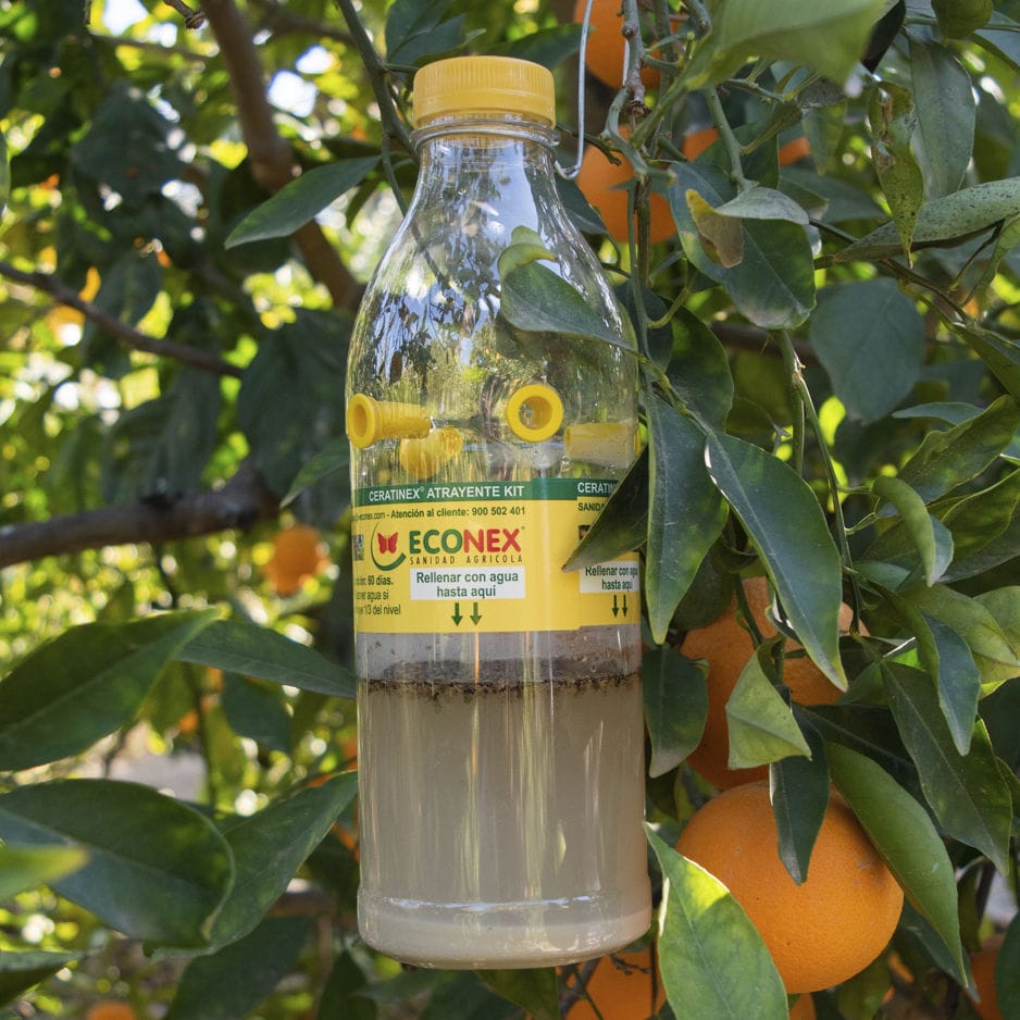 Trampa para insectos - CERATINEX® ATTRACTANT - SANIDAD AGRICOLA ECONEX ...