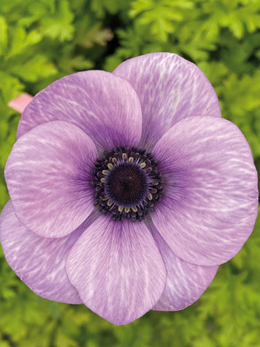 Semilla de flor rosa - CRISTINA - Graines Voltz - Voltz Horticulture ...