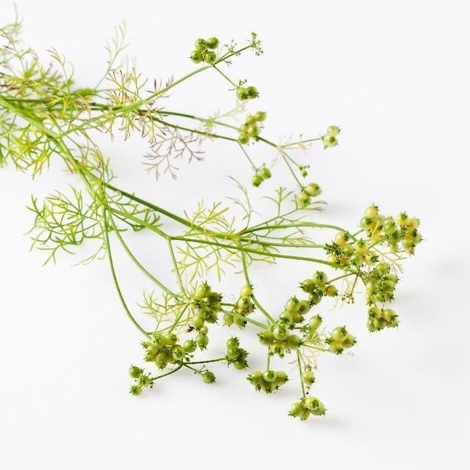 Semilla de cilantro biológica - 15307 - MSL GmbH & Co. KG