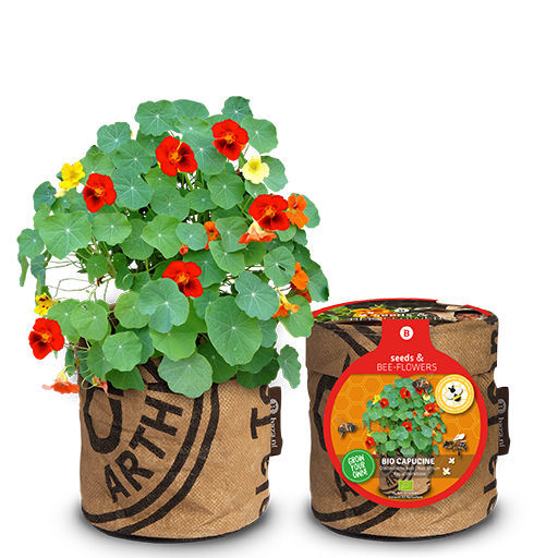 Semilla de flor anual - EAST INDIAN CHERRY - BAZA Seeds Holland b.v ...