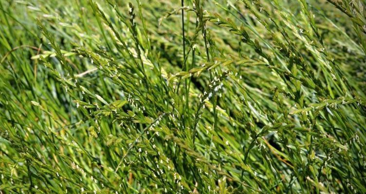 Forraje de ballica inglesa - PASTEL - SEED SERVICE s.r.o. - para la ...