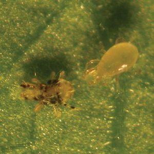 Áraro ácaros - Todos los fabricantes de la agricultura