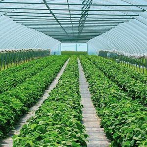 Invernadero multitúnel - Resif Greenhouse Technologies - de producción ...