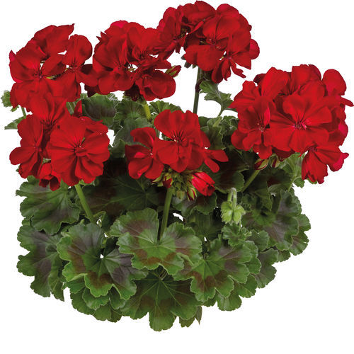 Semilla de flor anual - GALAXY - Graines Voltz - Voltz Horticulture ...