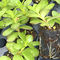 Sustrato turba - FERTISS® - OASIS Grower Solutions - perlita ...