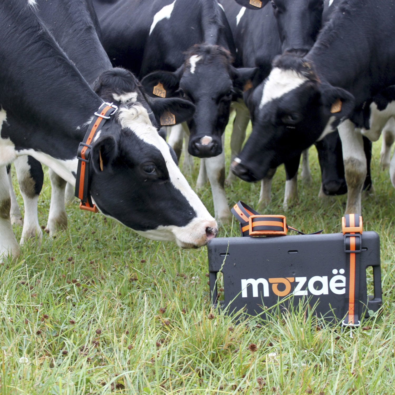 Collier de cou - Mozaë - IOTEE - électronique / d'identification / pour vaches