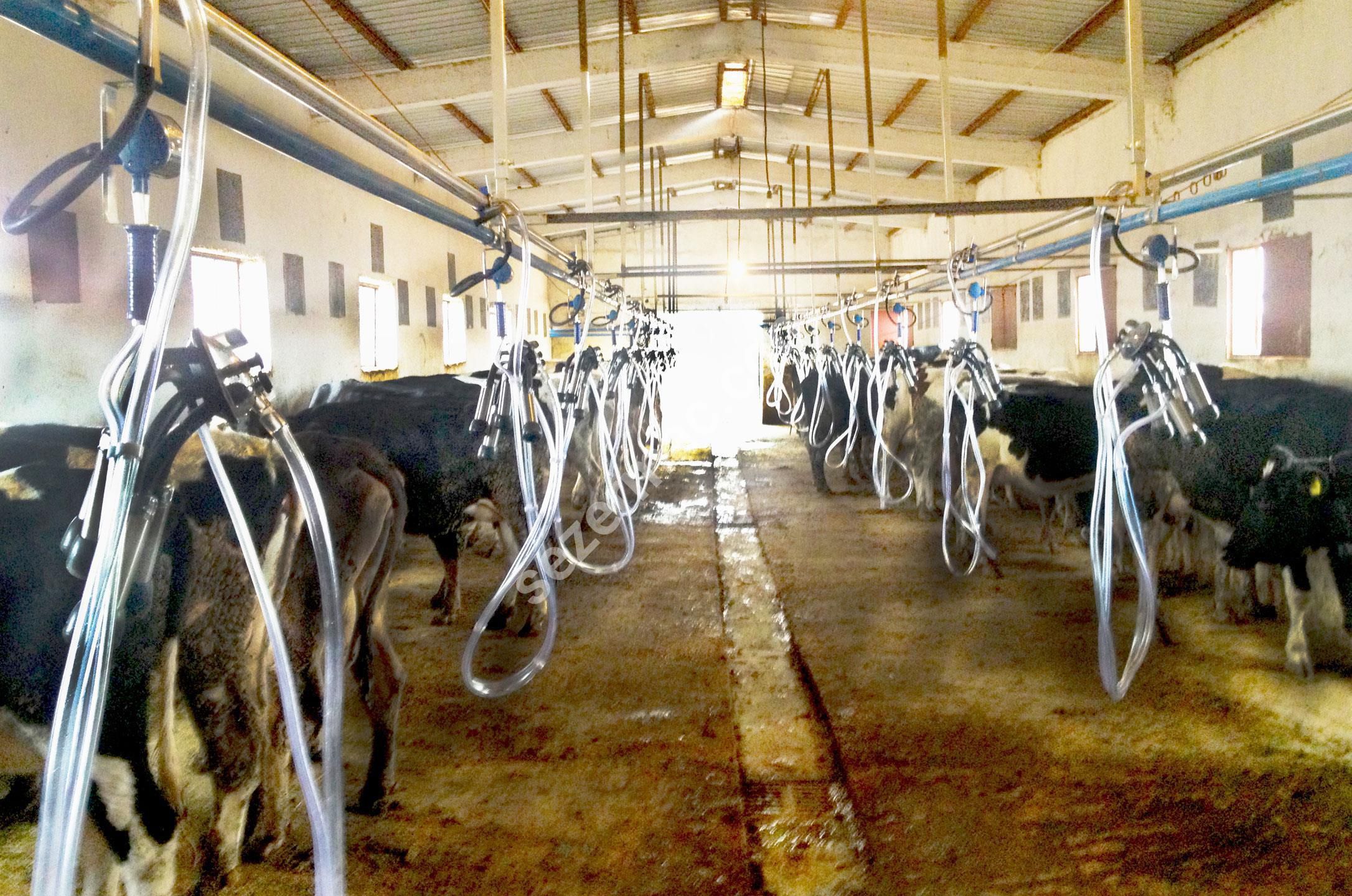 Machine à traire pour vaches - SEZER TARIM ve Sagim Teknolojileri San ...