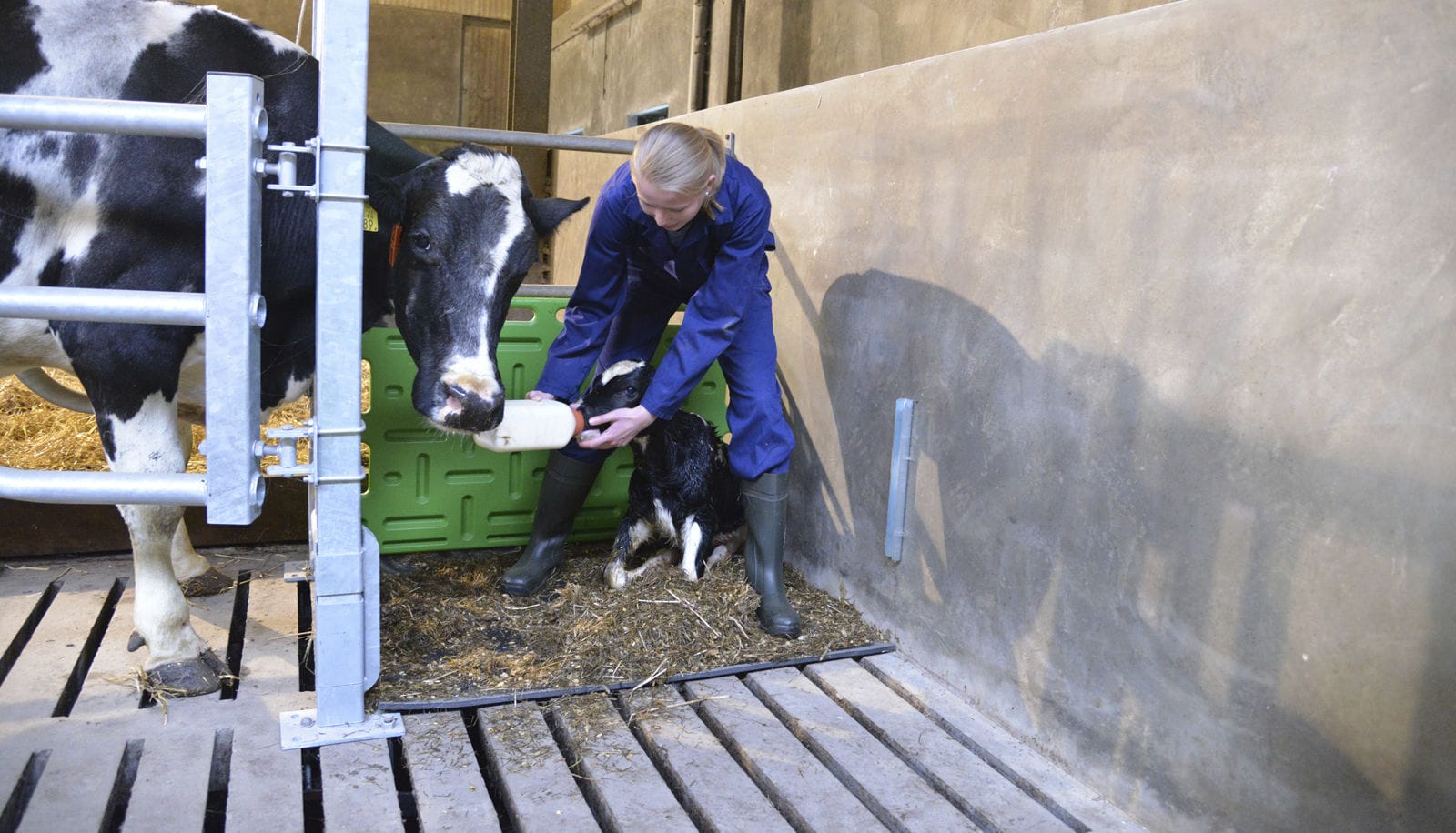 Cage de maternité pour veaux / pour vaches - Cuddle box - Spinder Dairy ...